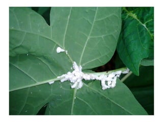 Insect pests of papaya and management practices | PPTX