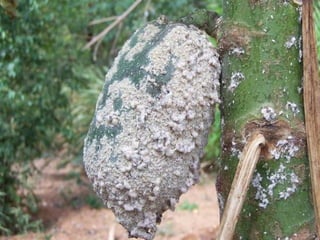 Insect pests of papaya and management practices | PPTX