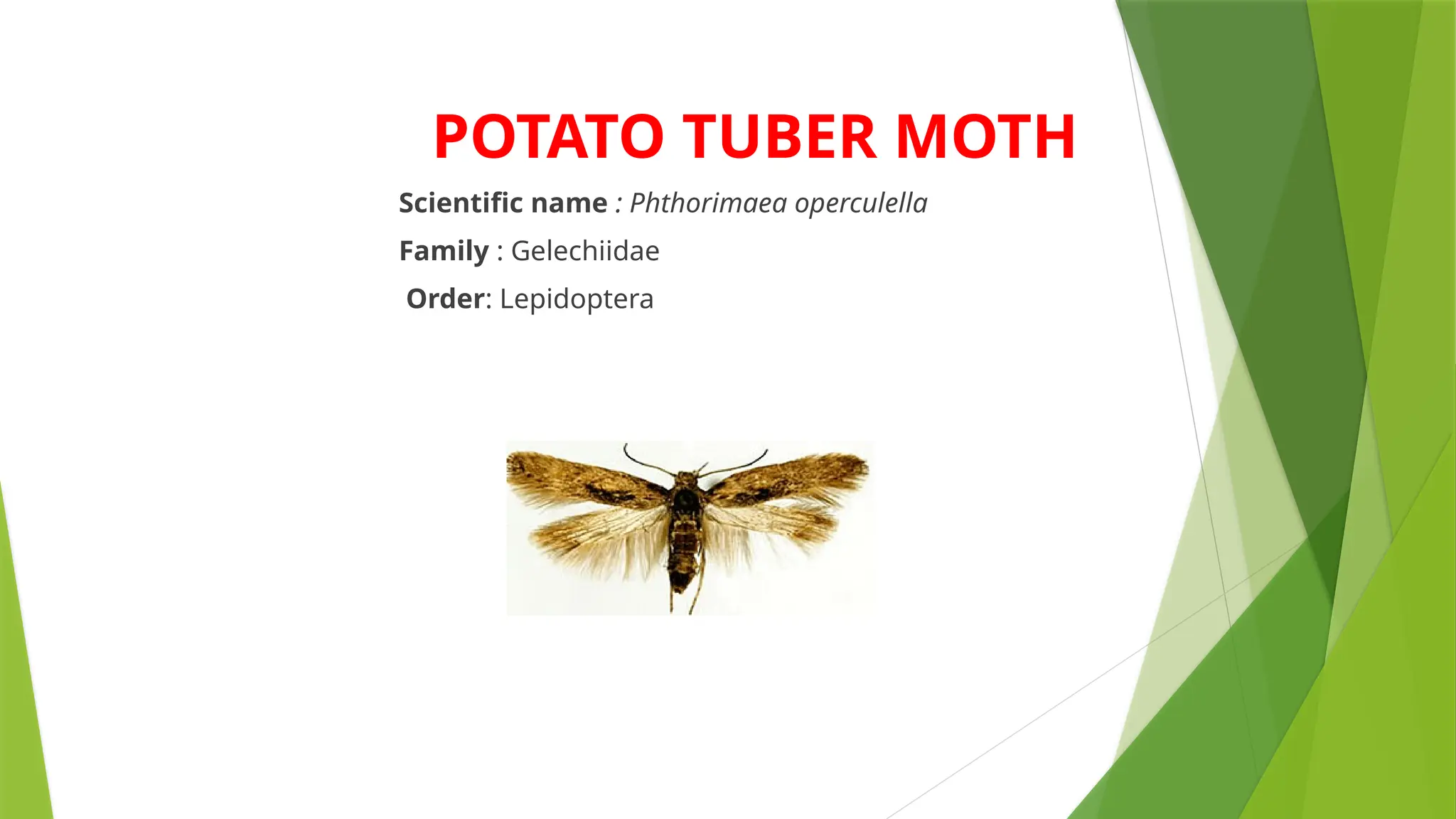INSECT PESTS OF POTATO CROP AND THEIR MANAGEMENT | PPTX