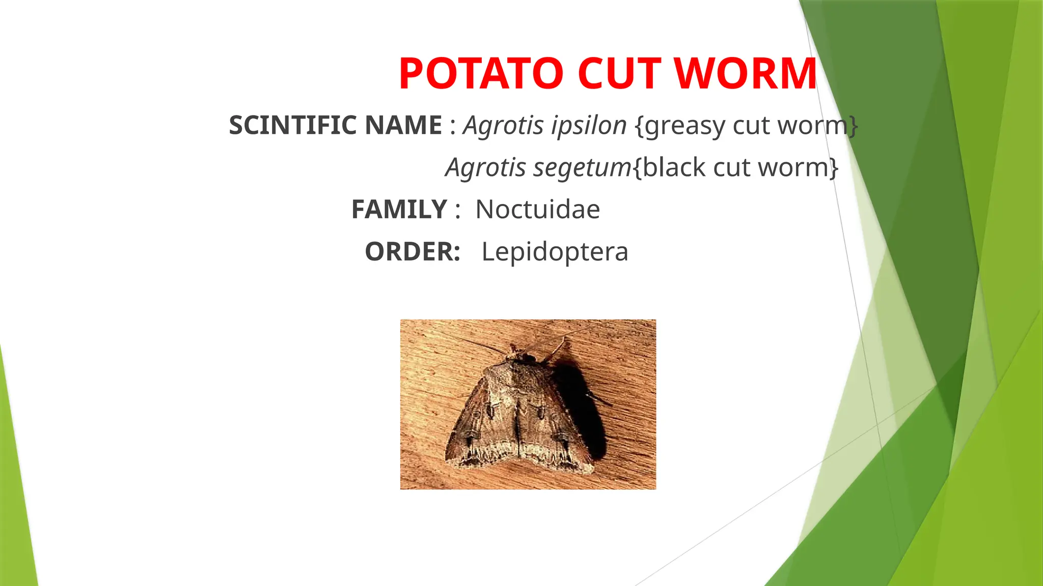 INSECT PESTS OF POTATO CROP AND THEIR MANAGEMENT | PPTX