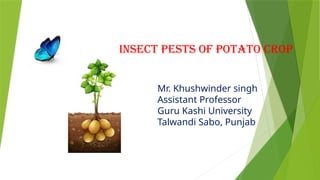 INSECT PESTS OF POTATO CROP AND THEIR MANAGEMENT | PPTX