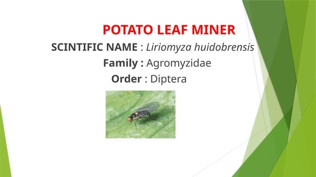 INSECT PESTS OF POTATO CROP AND THEIR MANAGEMENT | PPTX | Gardening ...