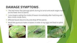 INSECT PESTS OF POTATO CROP AND THEIR MANAGEMENT | PPTX