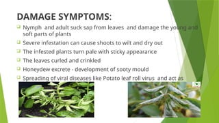 INSECT PESTS OF POTATO CROP AND THEIR MANAGEMENT | PPTX