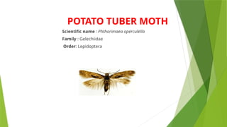 INSECT PESTS OF POTATO CROP AND THEIR MANAGEMENT | PPTX