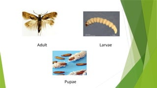 INSECT PESTS OF POTATO CROP AND THEIR MANAGEMENT | PPTX