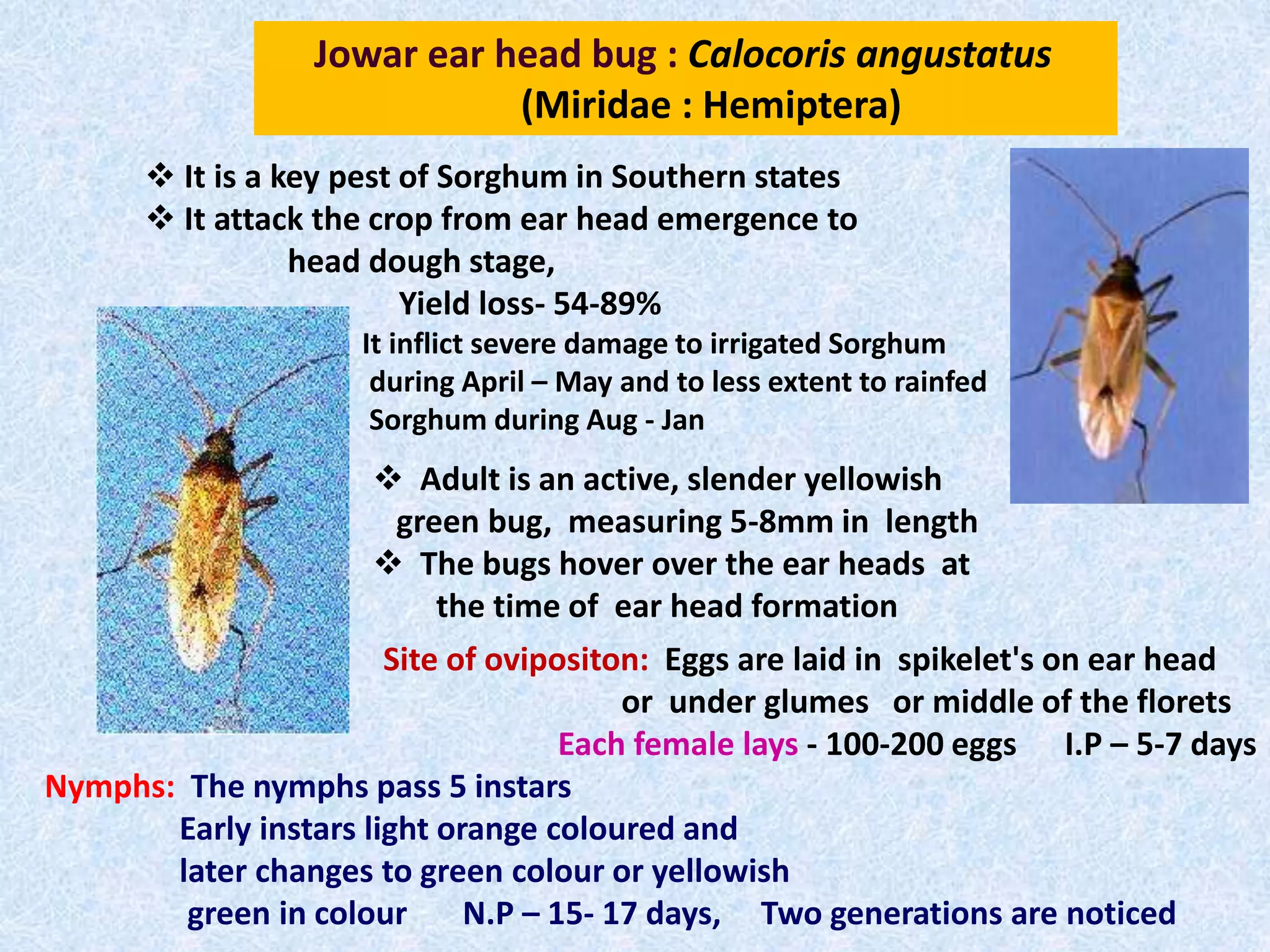 Insect pests of sorghum | PPTX