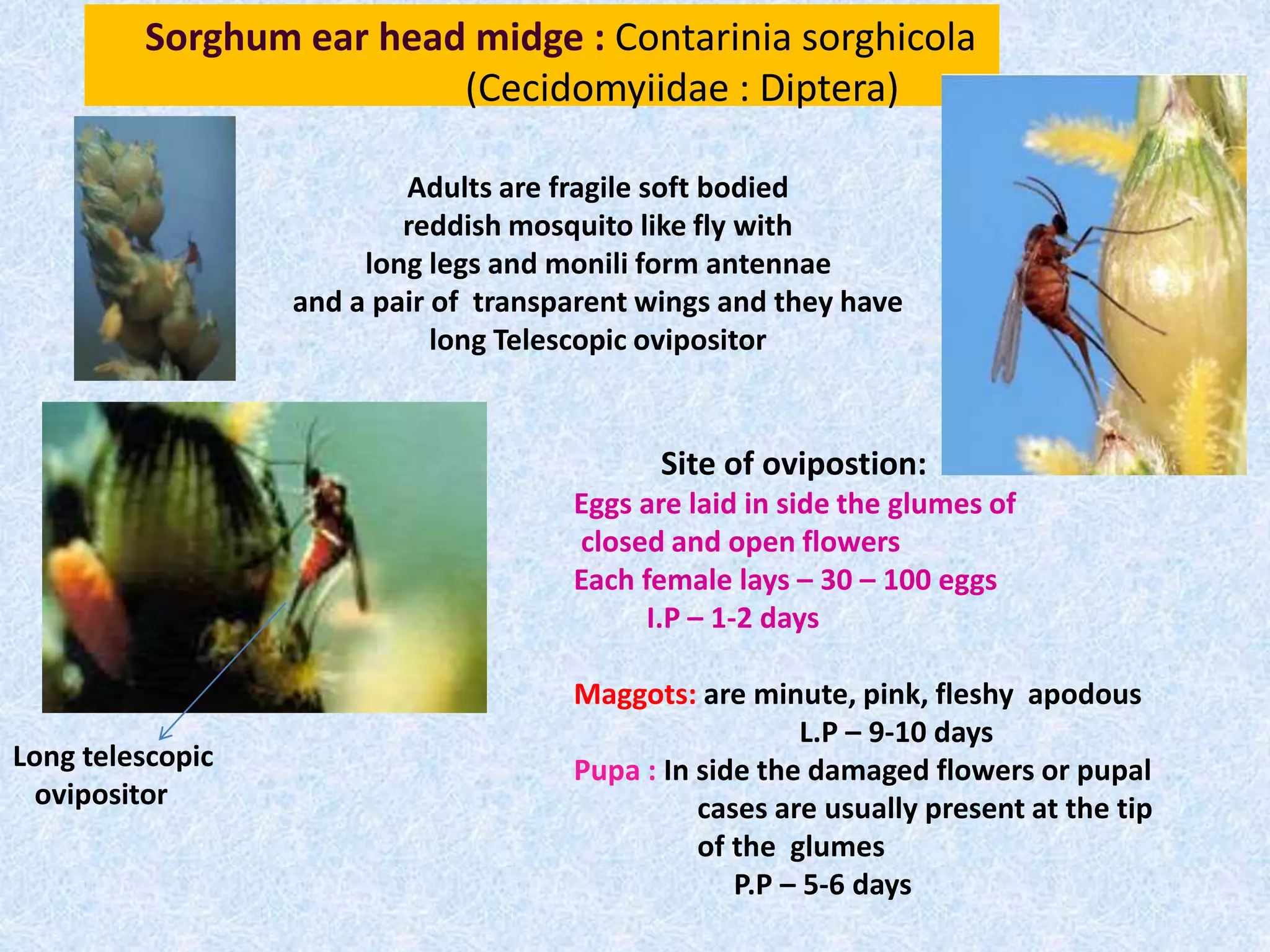 Insect pests of sorghum | PPTX