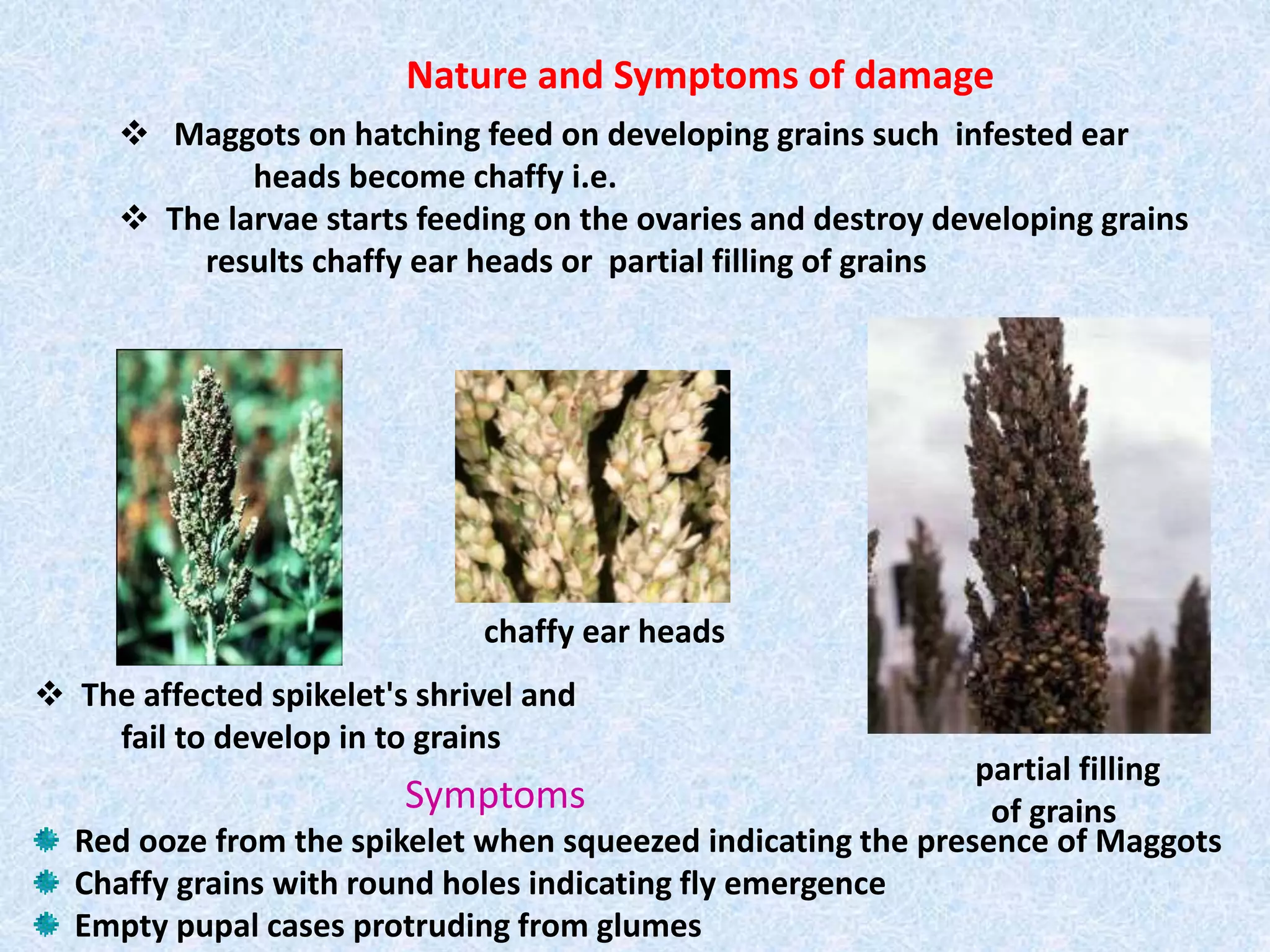 Insect pests of sorghum | PPTX