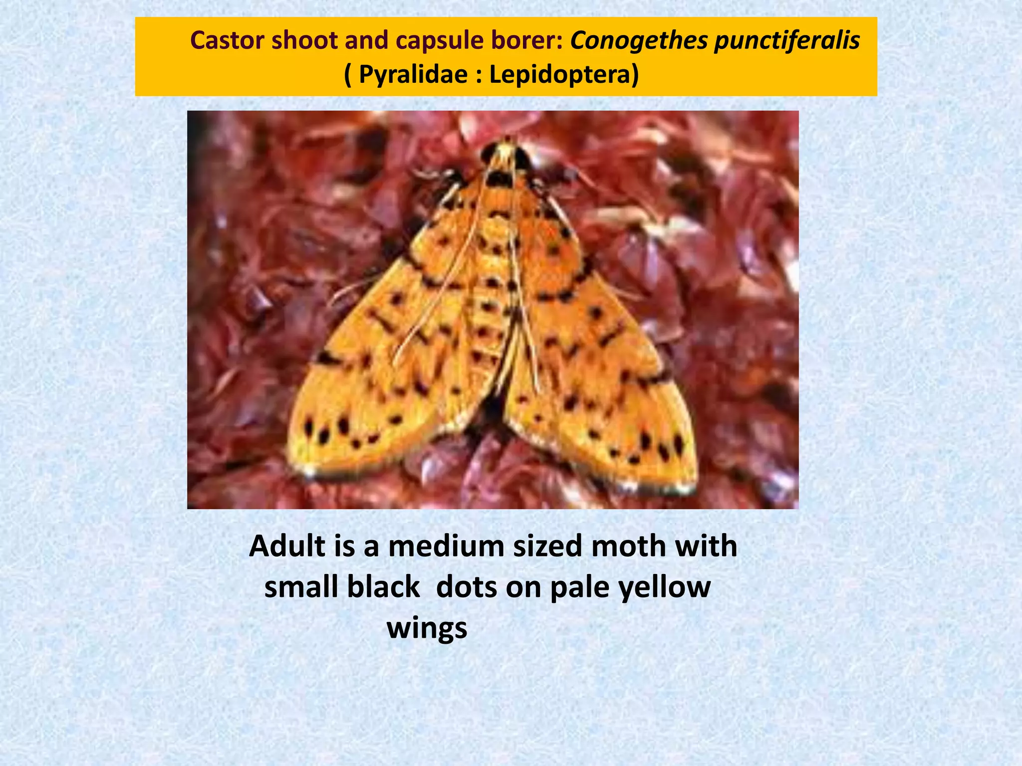 Insect pests of sorghum | PPTX