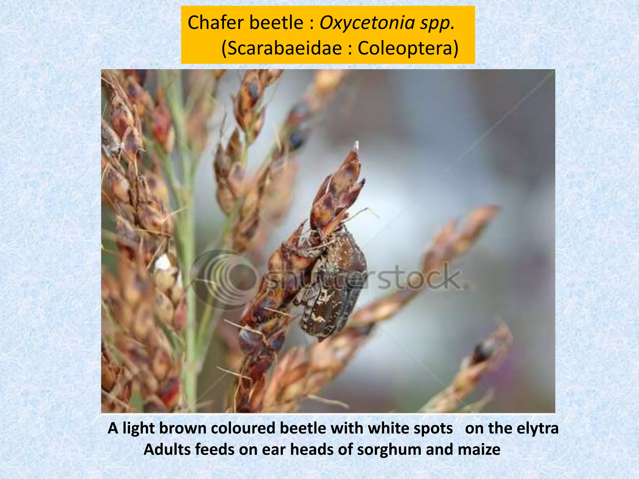 Insect pests of sorghum | PPTX