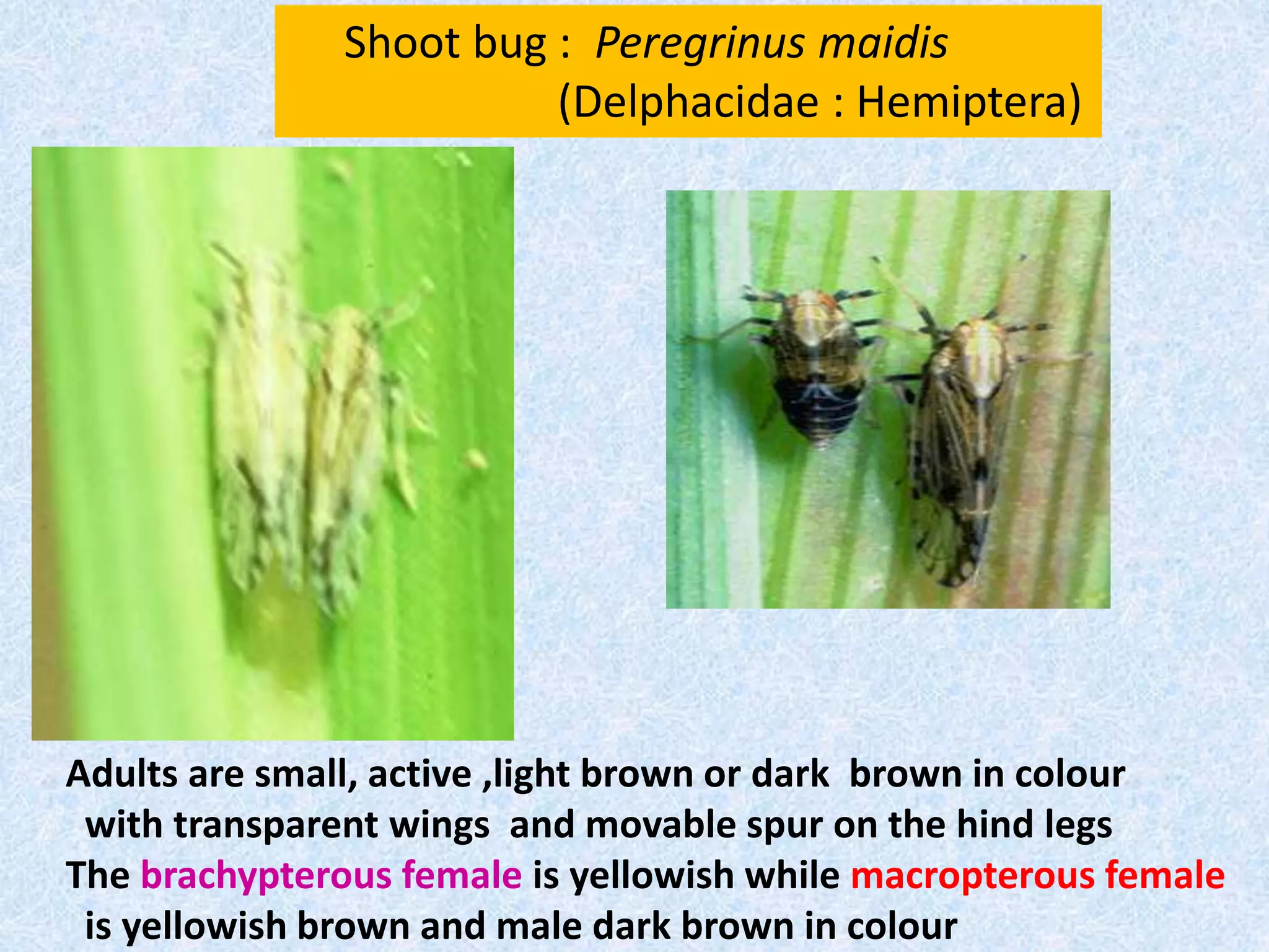 Insect pests of sorghum | PPTX