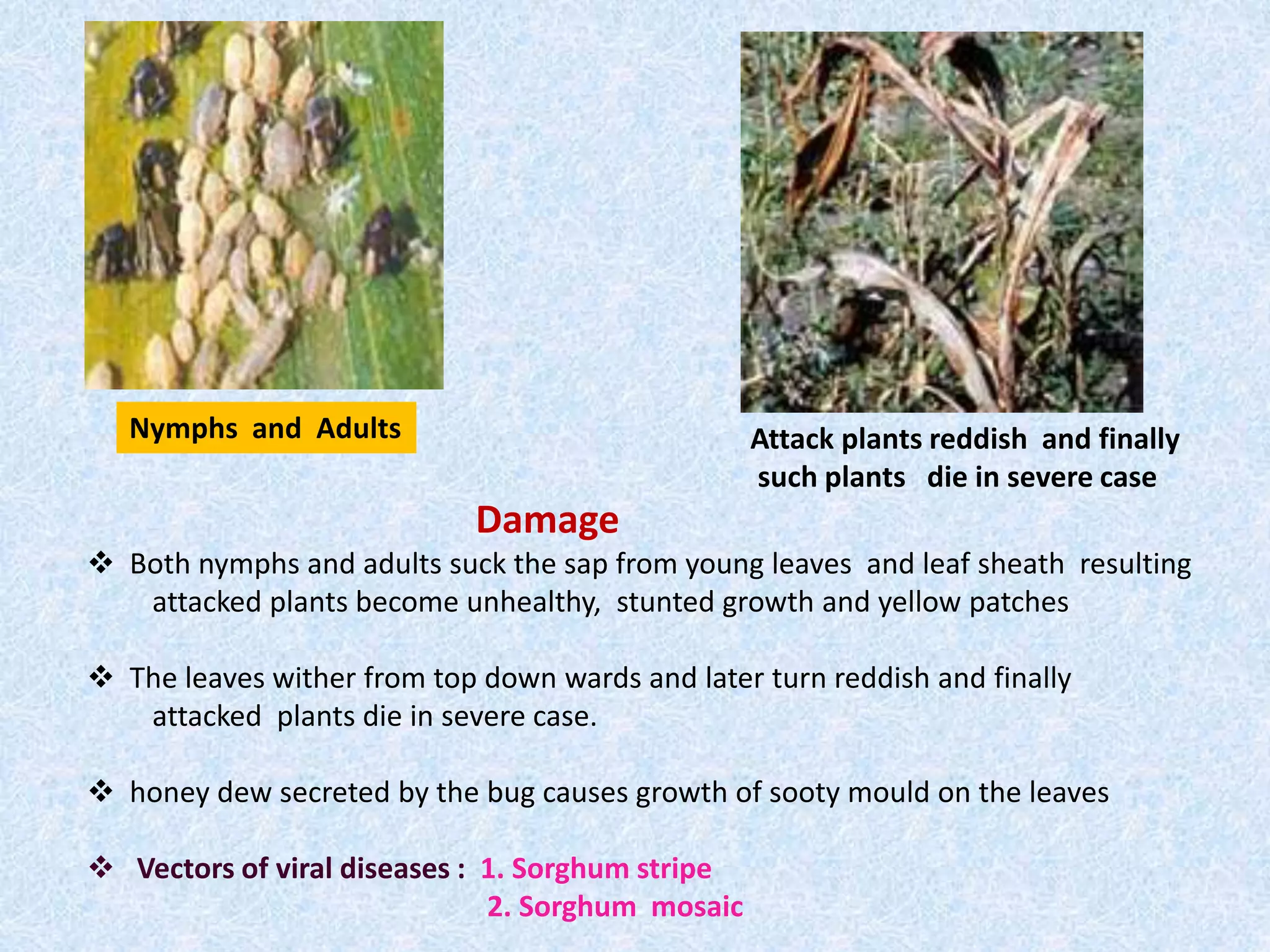 Insect pests of sorghum | PPTX