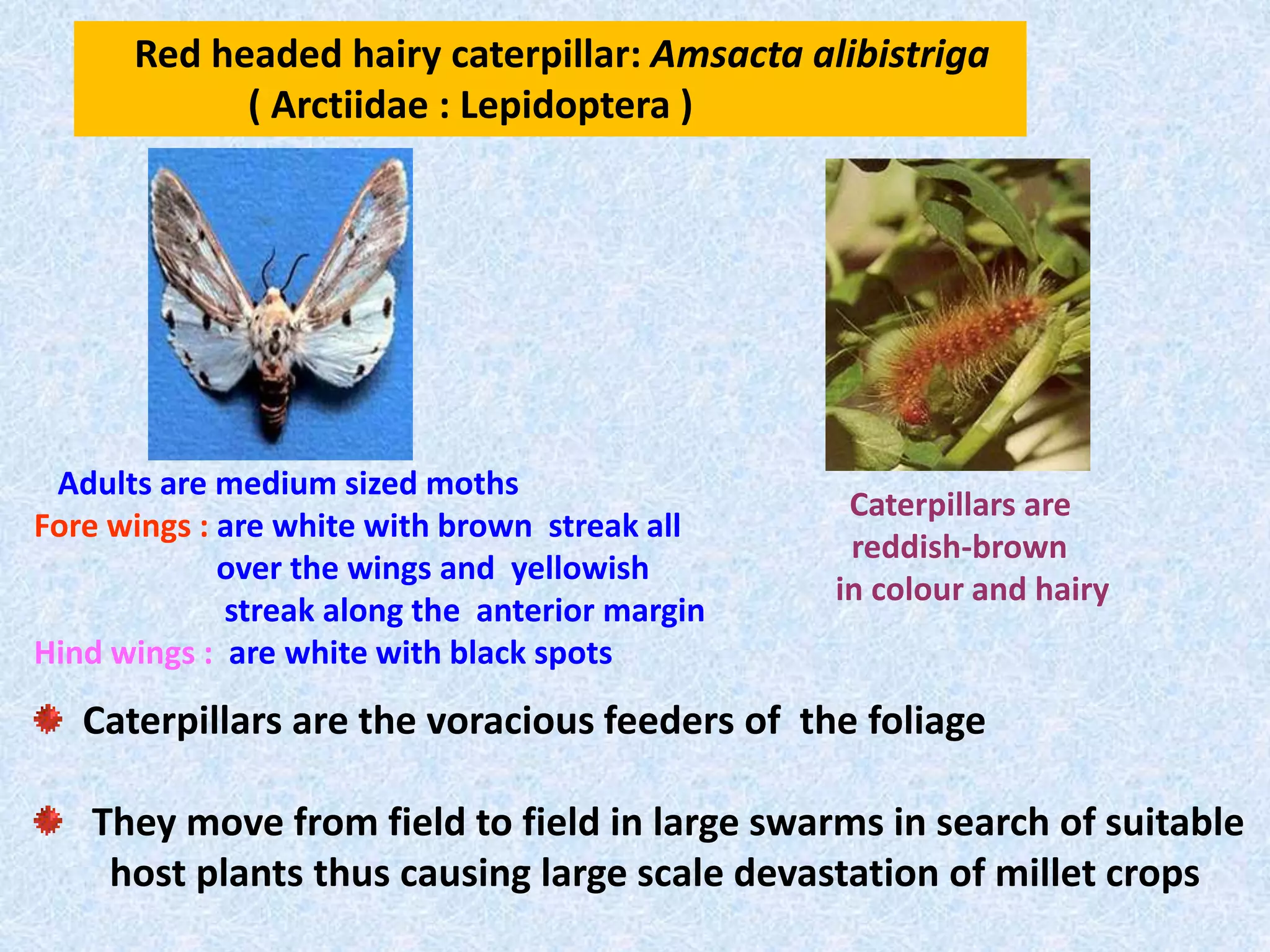 Insect pests of sorghum | PPTX