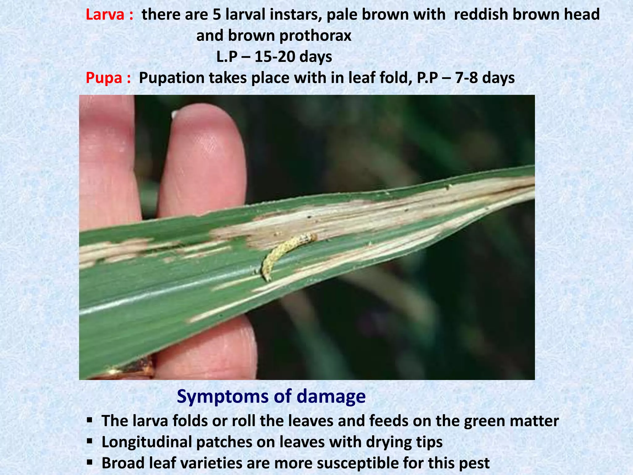 Insect pests of sorghum | PPTX