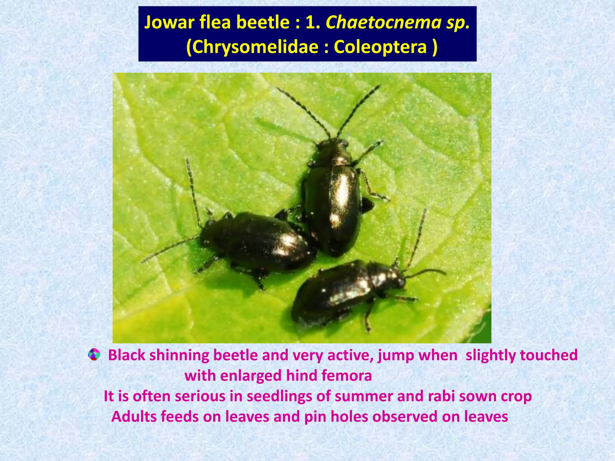 Insect pests of sorghum | PPTX