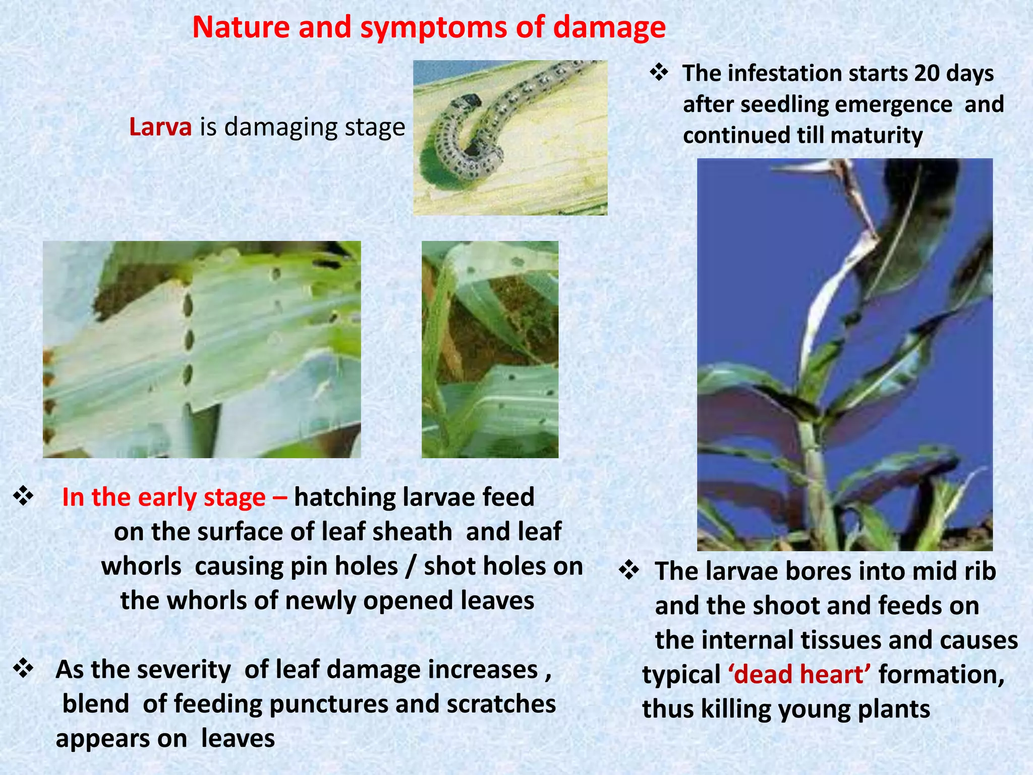 Insect pests of sorghum | PPTX