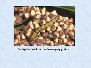 Insect pests of sorghum | PPTX