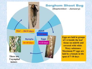 Insect pests of sorghum | PPTX