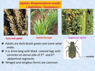 Insect pests of sorghum | PPTX