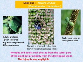 Insect pests of sorghum | PPTX