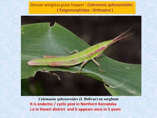 Insect pests of sorghum | PPTX