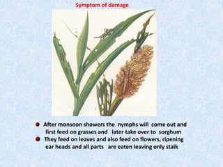 Insect pests of sorghum | PPTX