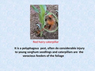 Insect pests of sorghum | PPTX