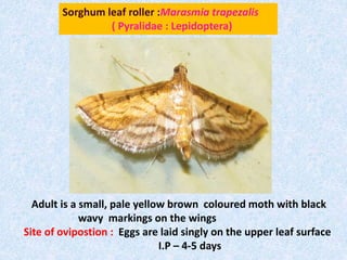 Insect pests of sorghum | PPTX