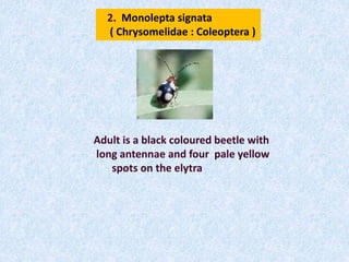 Insect pests of sorghum | PPTX