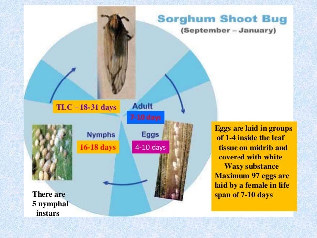 Insect Pests Of Sorghum