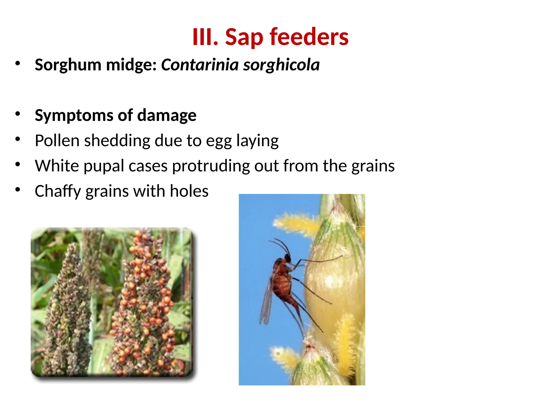 Insect Pests of Sorghum.pptx and their management | PPTX