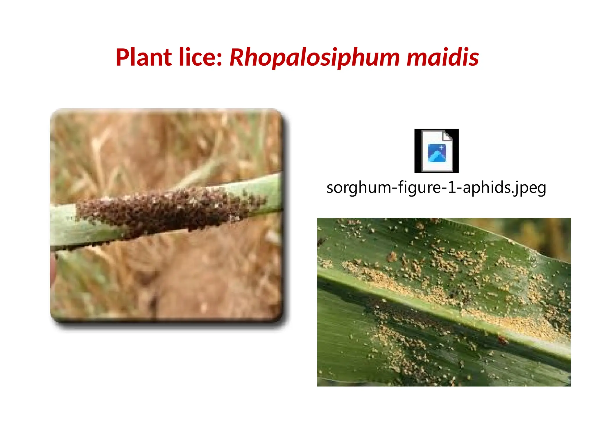 Insect Pests of Sorghum.pptx and their management | PPTX