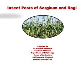 Insect Pests of Sorghum.pptx and their management | PPTX
