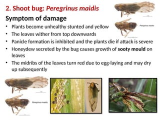 Insect Pests of Sorghum.pptx and their management | PPTX