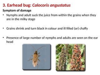 Insect Pests of Sorghum.pptx and their management | PPT