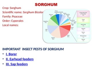 Insect Pests of Sorghum.pptx and their management | PPT