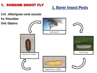 Insect Pests of Sorghum.pptx and their management | PPTX