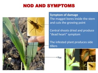 Insect Pests of Sorghum.pptx and their management | PPTX