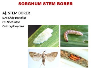 Insect Pests of Sorghum.pptx and their management | PPTX