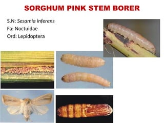 Insect Pests of Sorghum.pptx and their management | PPTX