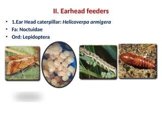 Insect Pests of Sorghum.pptx and their management | PPTX