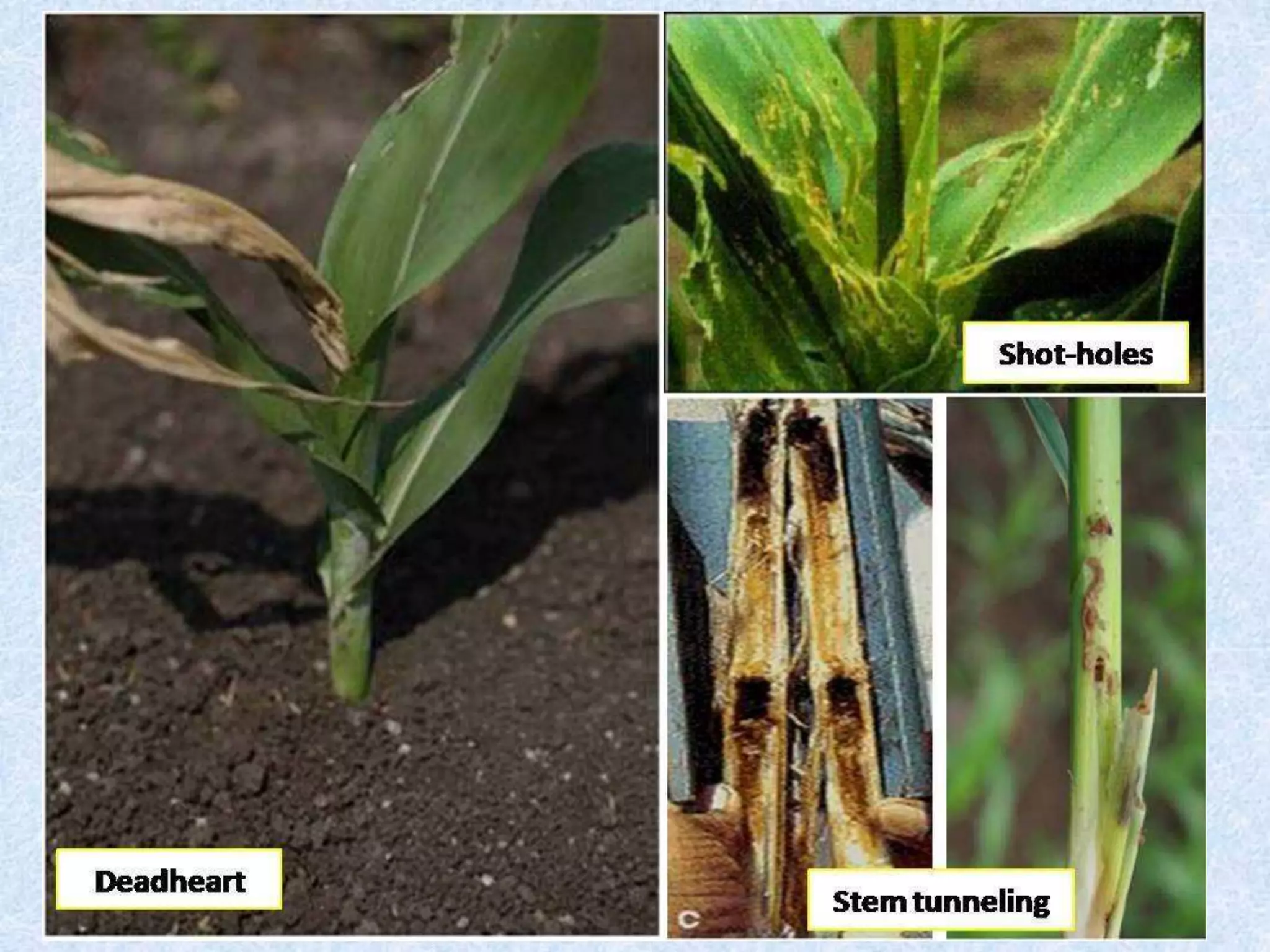 Insect pests of sorghum and maize | PPT