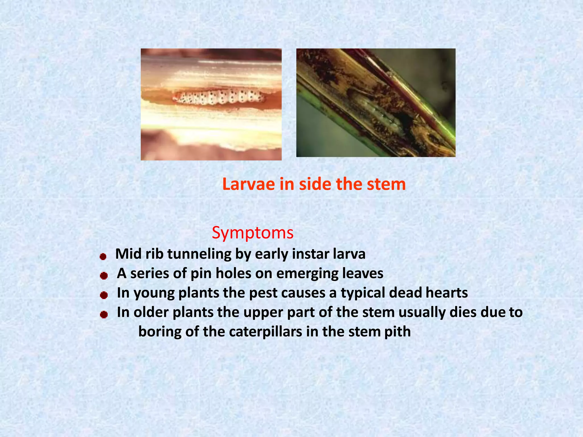 Insect pests of sorghum and maize | PPTX