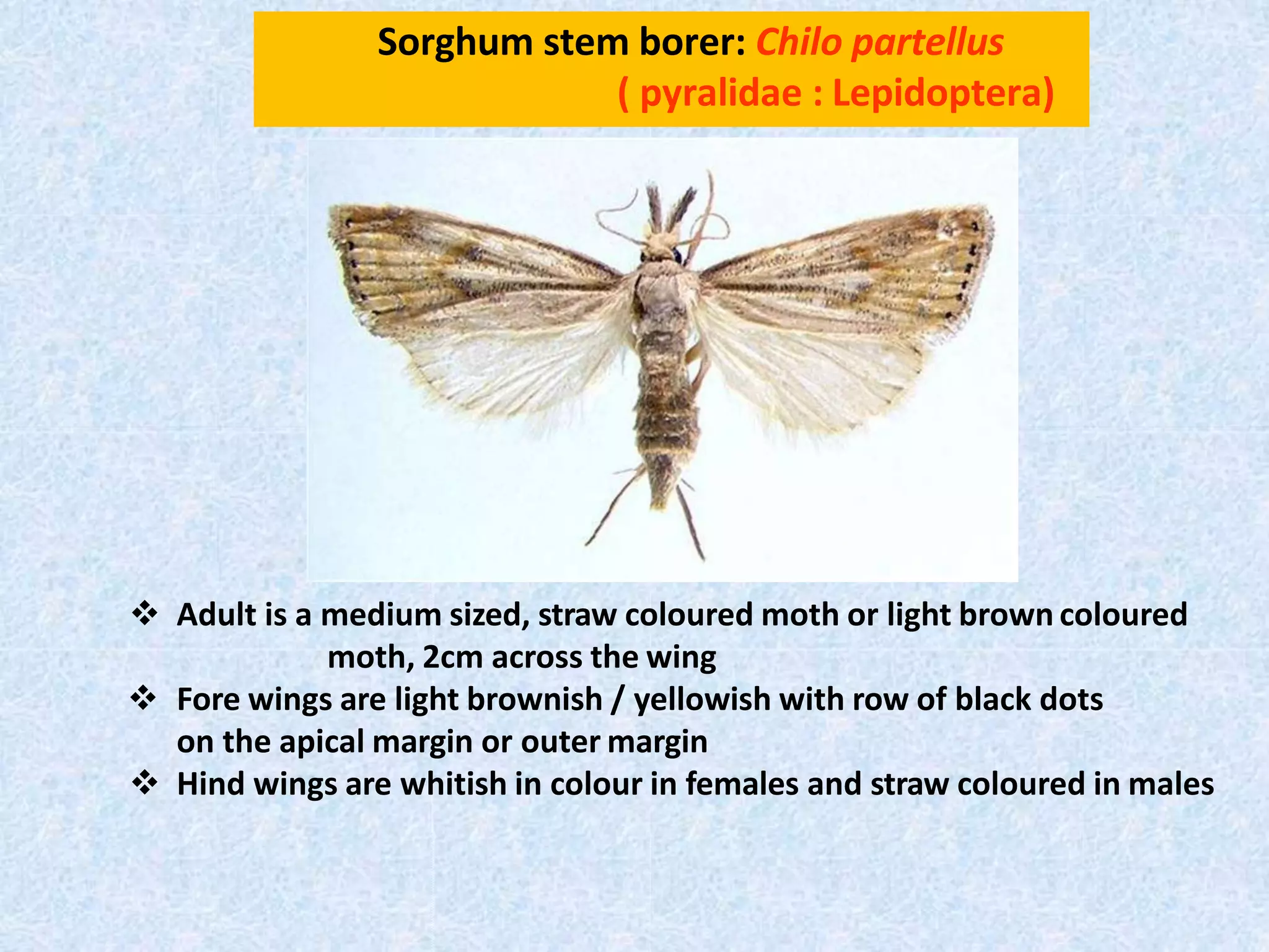 Insect pests of sorghum and maize | PPTX