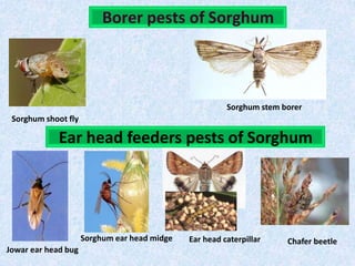Insect pests of sorghum and maize | PPTX