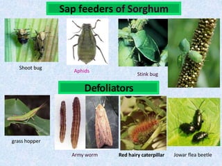 Insect pests of sorghum and maize | PPTX
