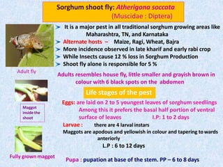 Insect pests of sorghum and maize | PPTX