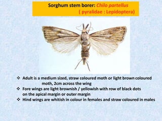 Insect pests of sorghum and maize | PPTX