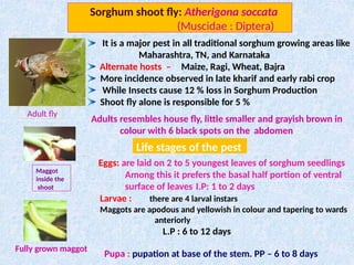 insectpestsofsorghumandmaize-200903104535 (1).pptx